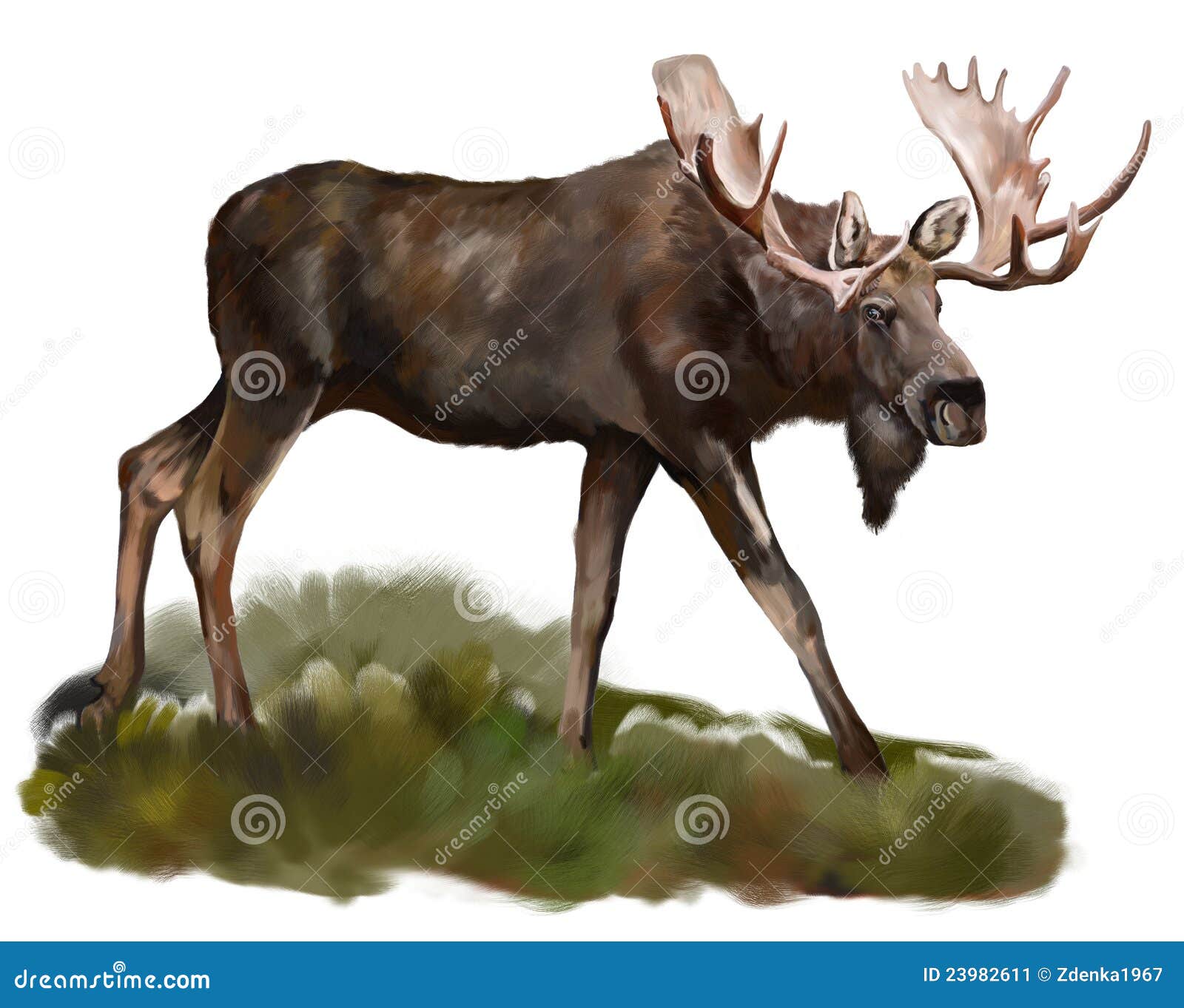 Moose stock illustration. Illustration of reservations - 23982611