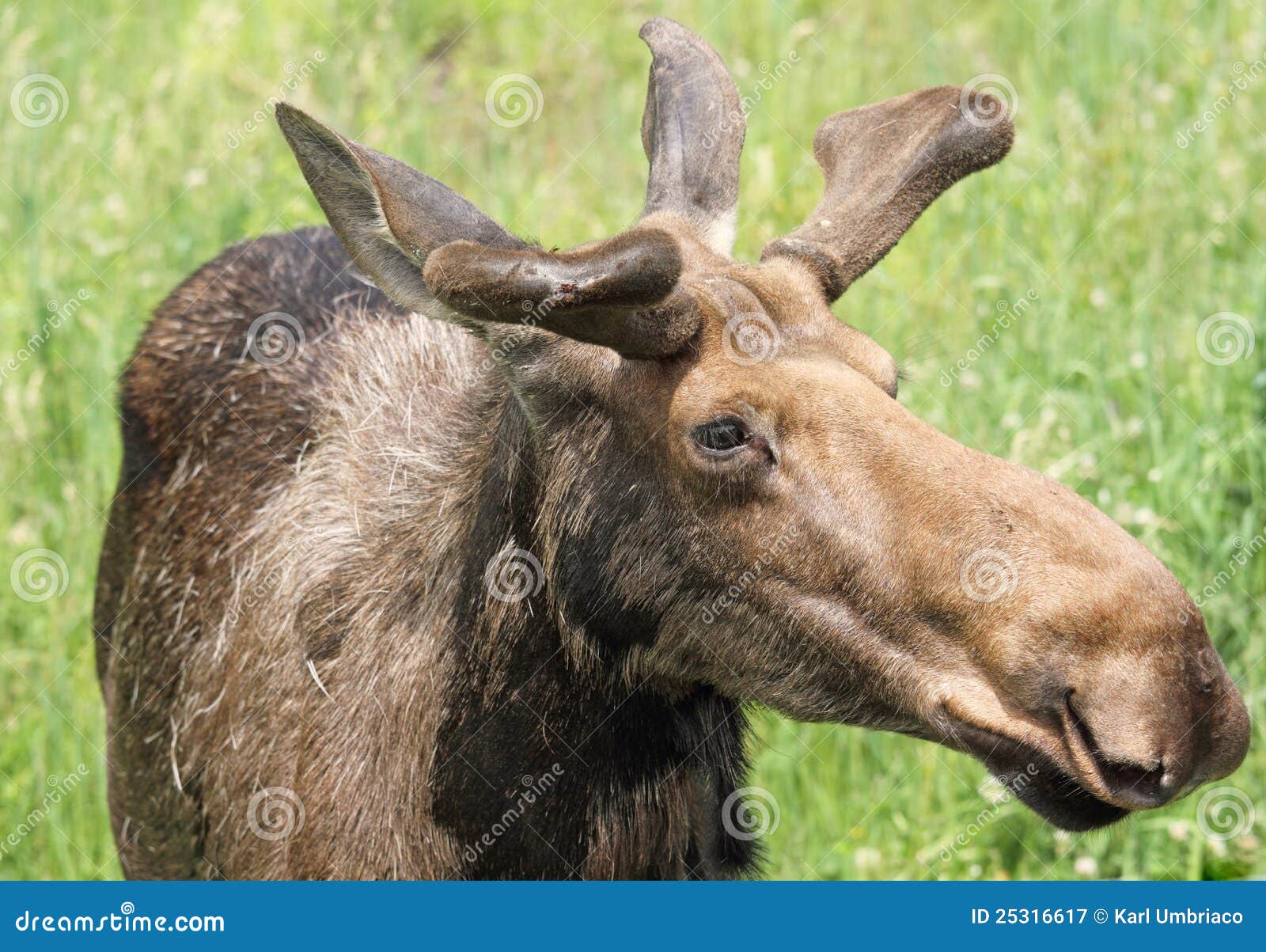 Moose stock image. Image of summer, wildlife, mammal - 25316617