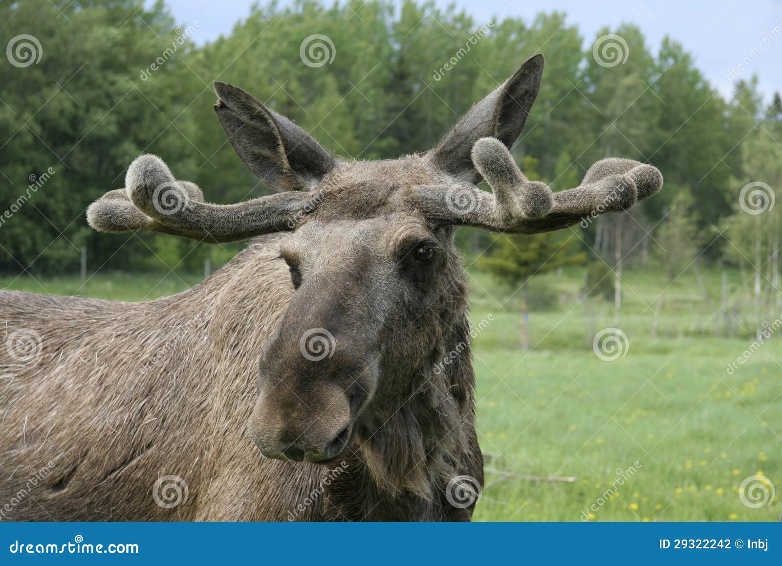 Moose stock photo. Image of national, portrait, huge - 29322242