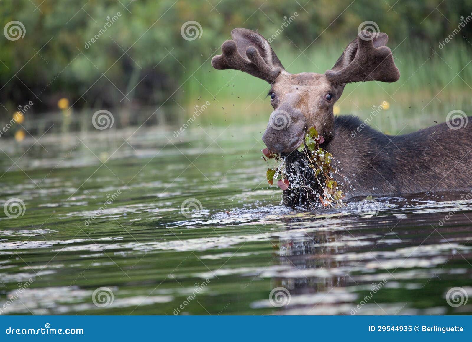 Moose stock image. Image of animal, mosse, park, young - 29544935