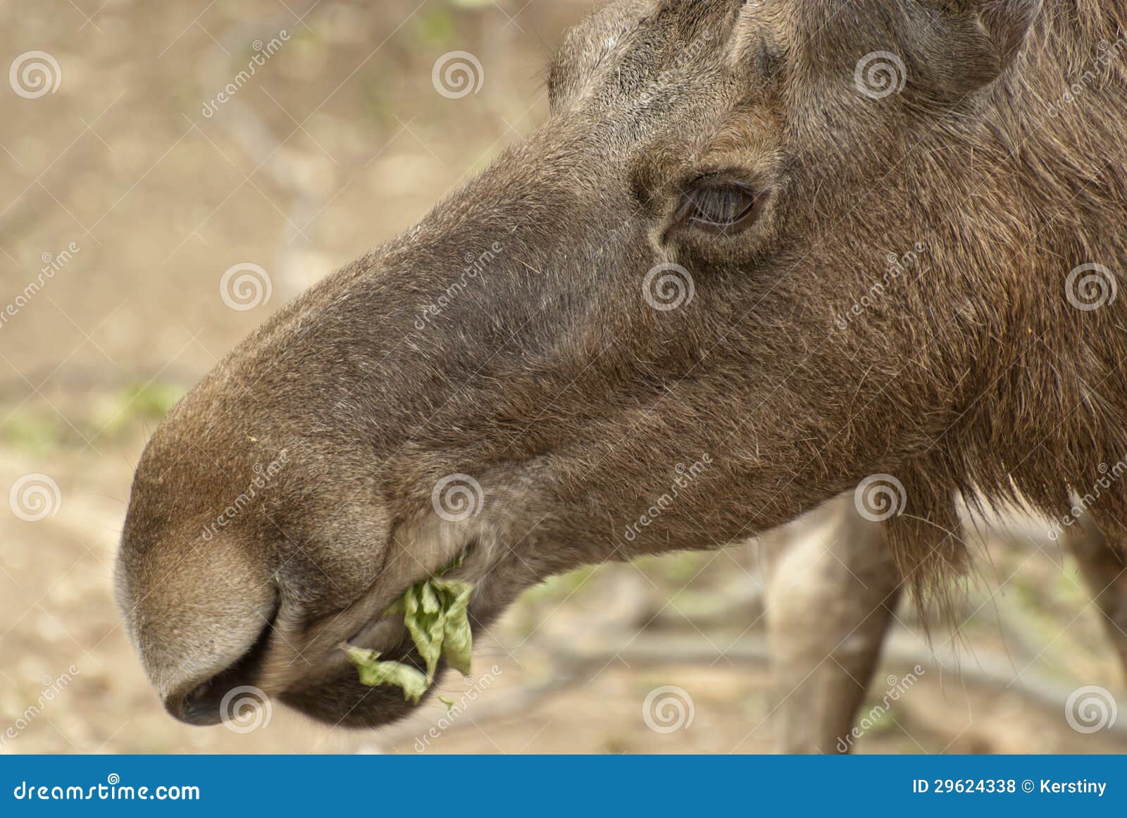 Moose stock photo. Image of green, food, forest, muzzle - 29624338