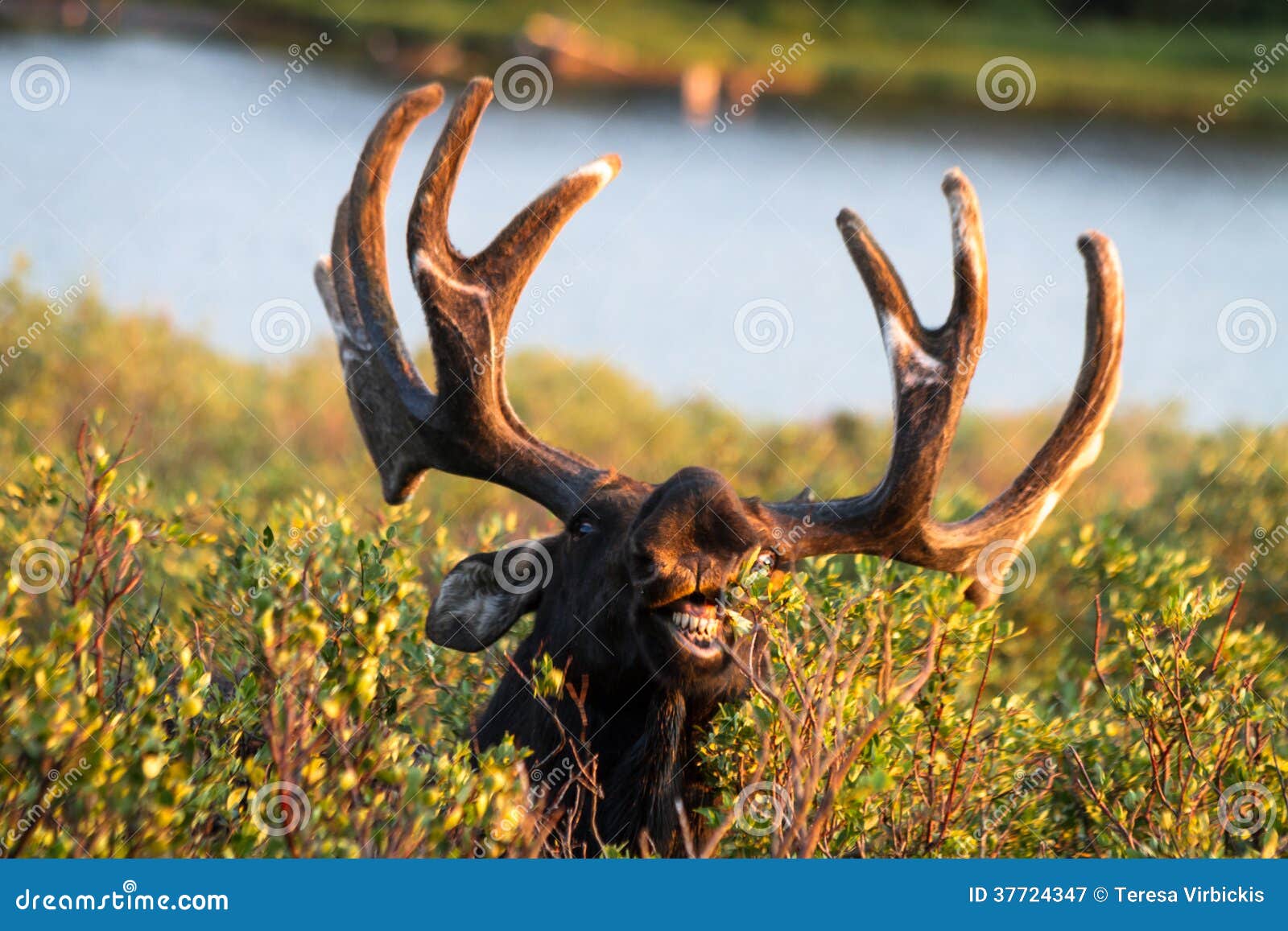 Moose stock image. Image of ungulate, bull, wildlife - 37724347