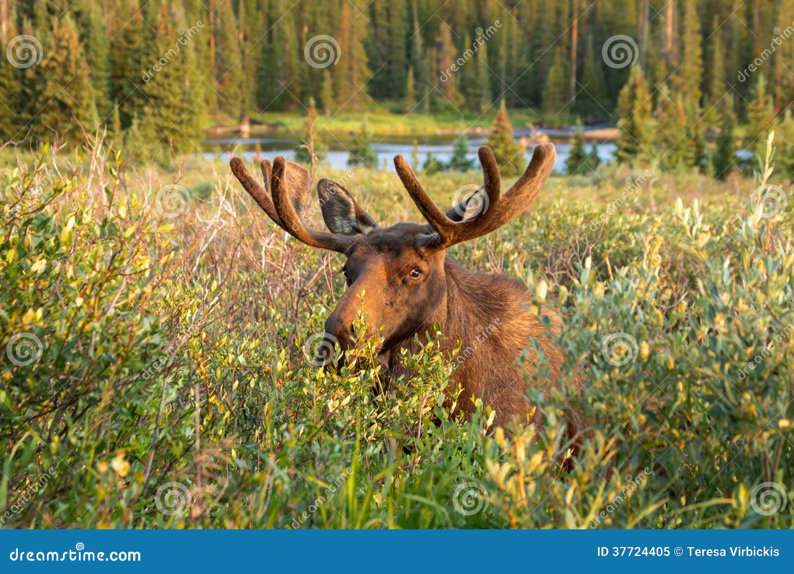 Moose stock image. Image of beard, browsing, mammal, eating - 37724405