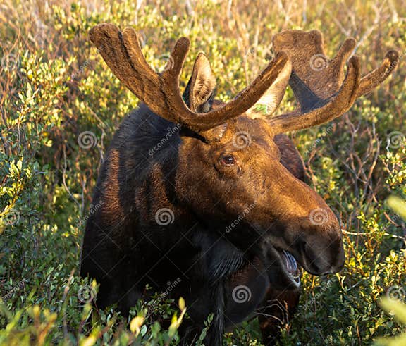 Moose stock photo. Image of national, beard, portrait - 37724470