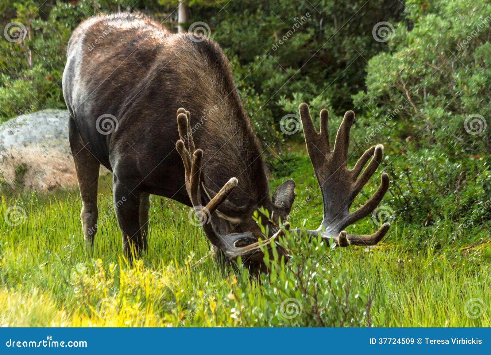 Moose stock image. Image of wild, browsing, male, shiras - 37724509