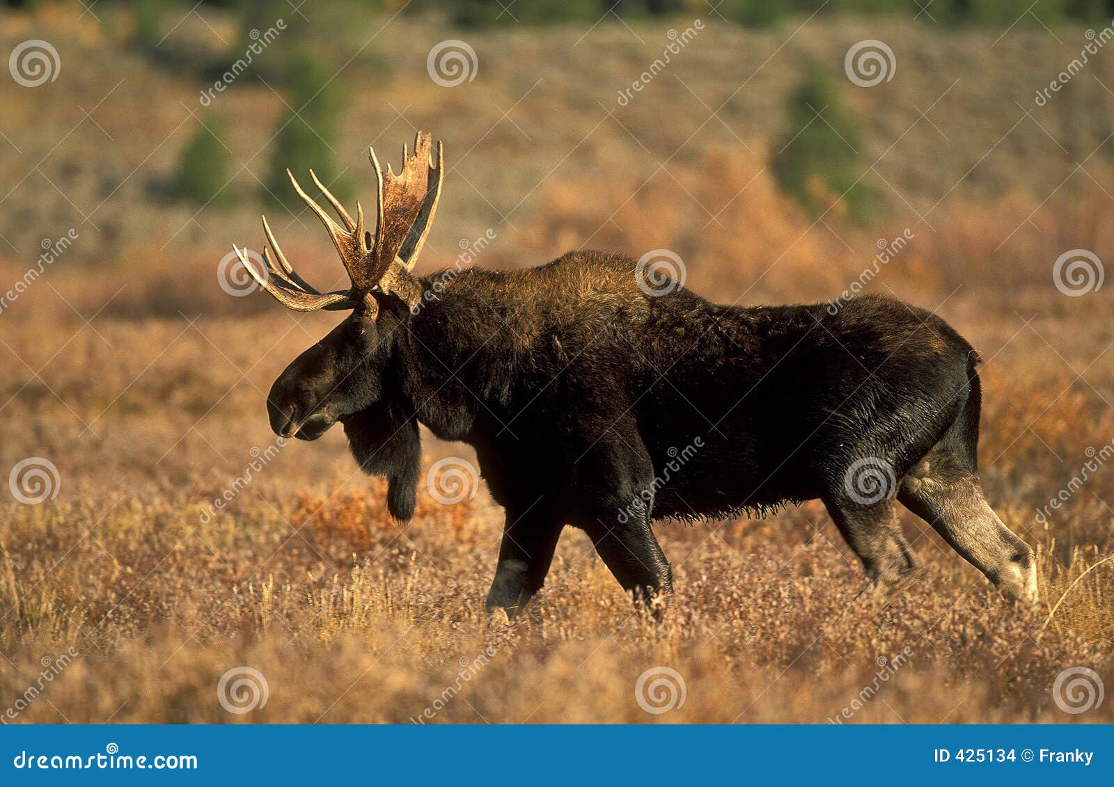 Moose Stock Images - Image: 425134