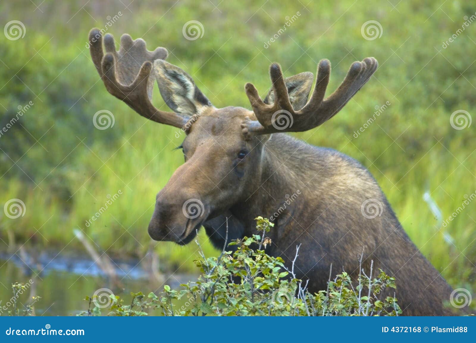 Moose stock photo. Image of wild, animal, life, horn, digtal - 4372168