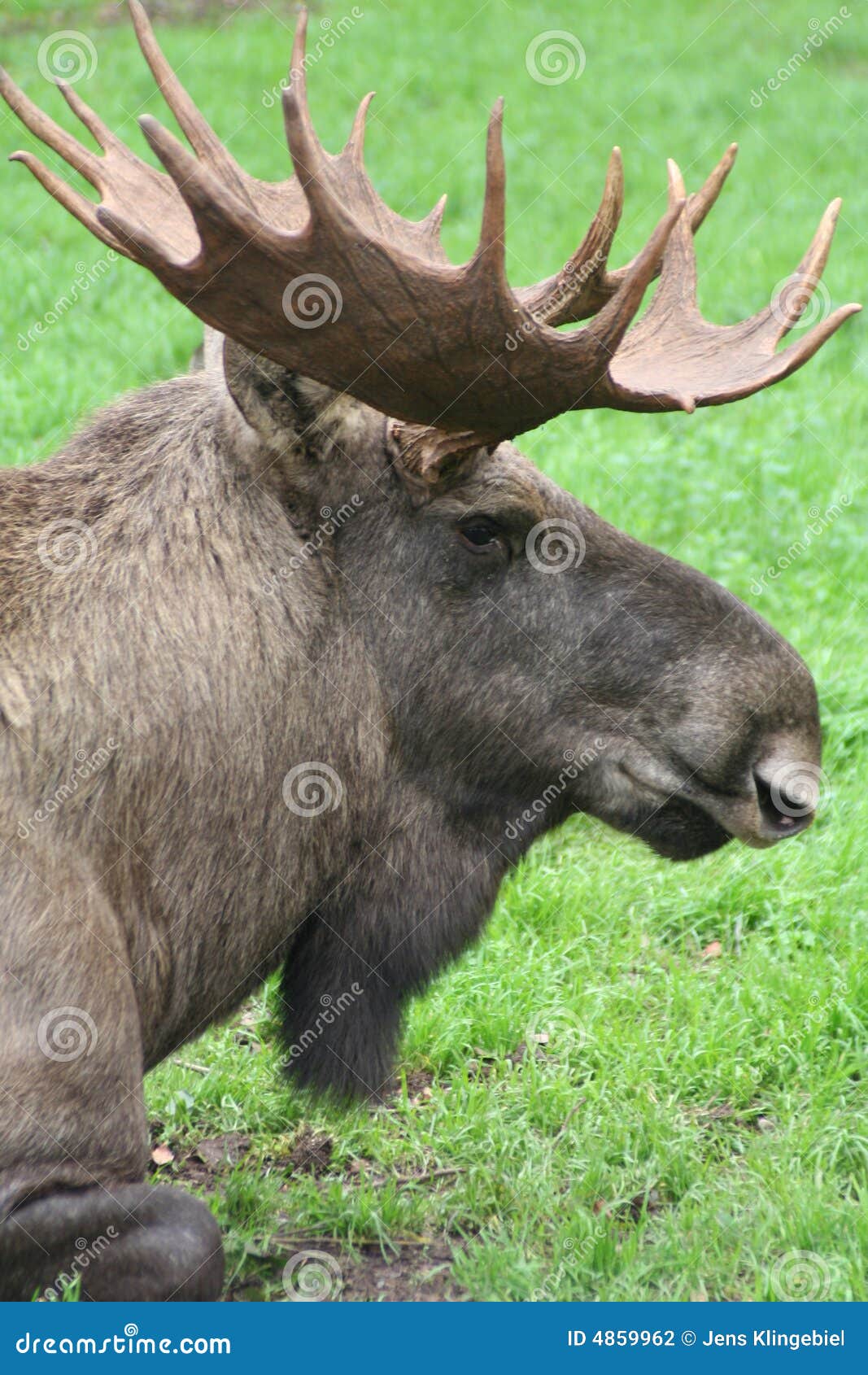 Moose stock photo. Image of wildlife, alces, birch, aspen - 4859962