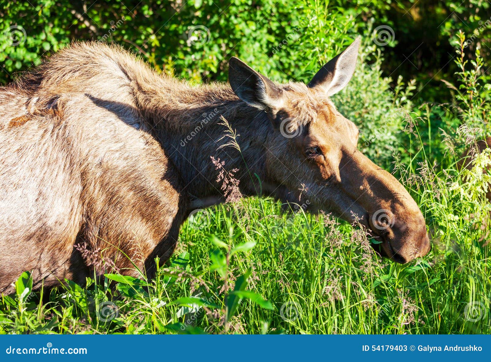 Moose stock image. Image of mountains, water, life, wild - 54179403