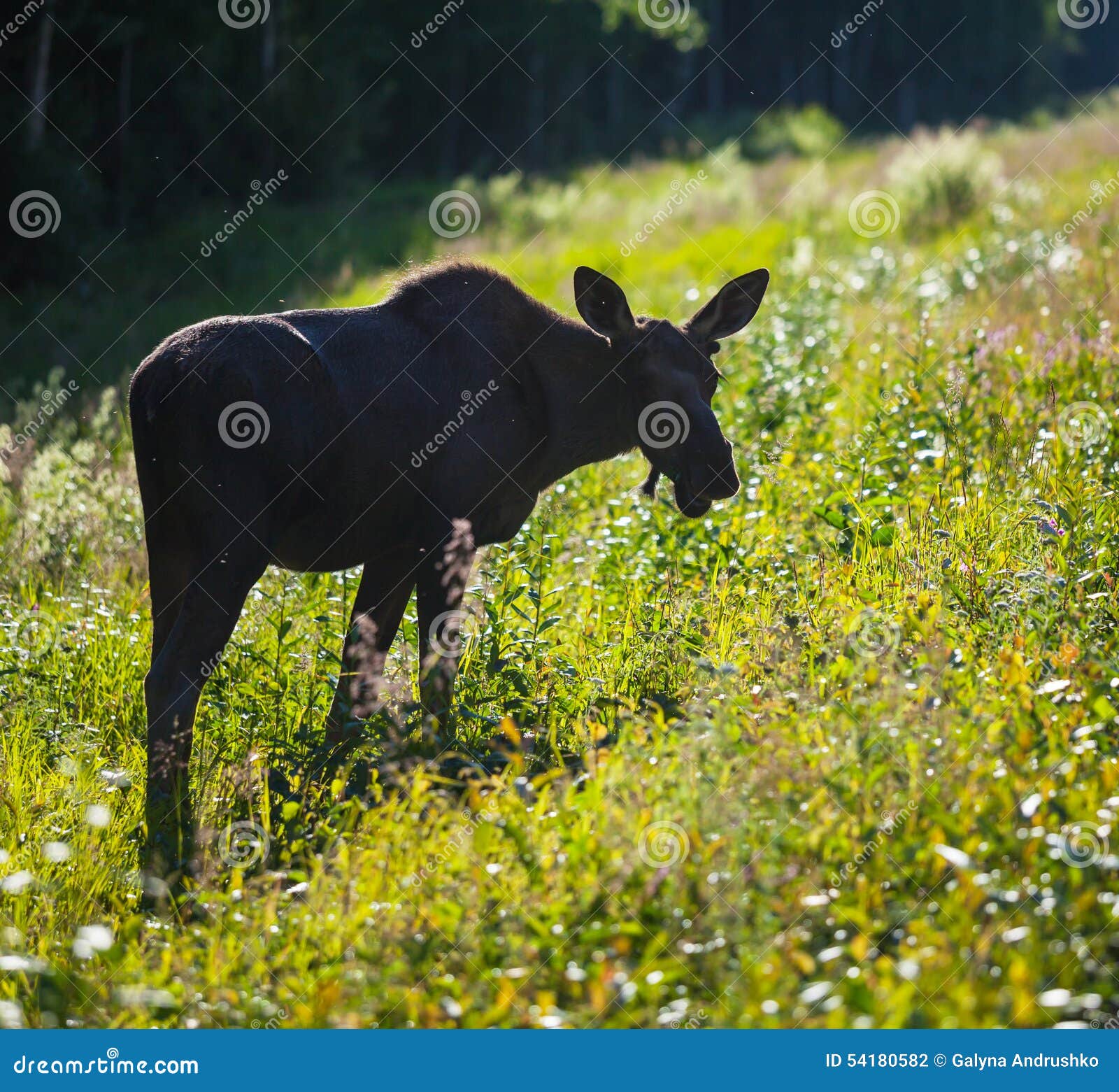 Moose stock photo. Image of water, meadow, rural, mammal - 54180582