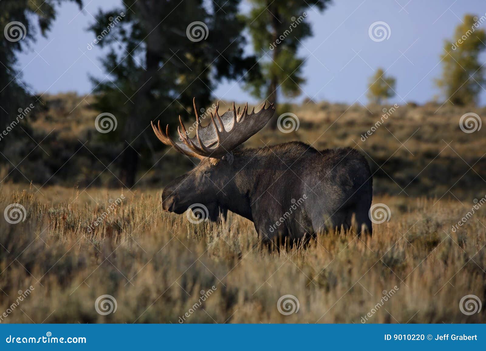 Moose (Alces alces) stock photo. Image of moose, rack - 9010220