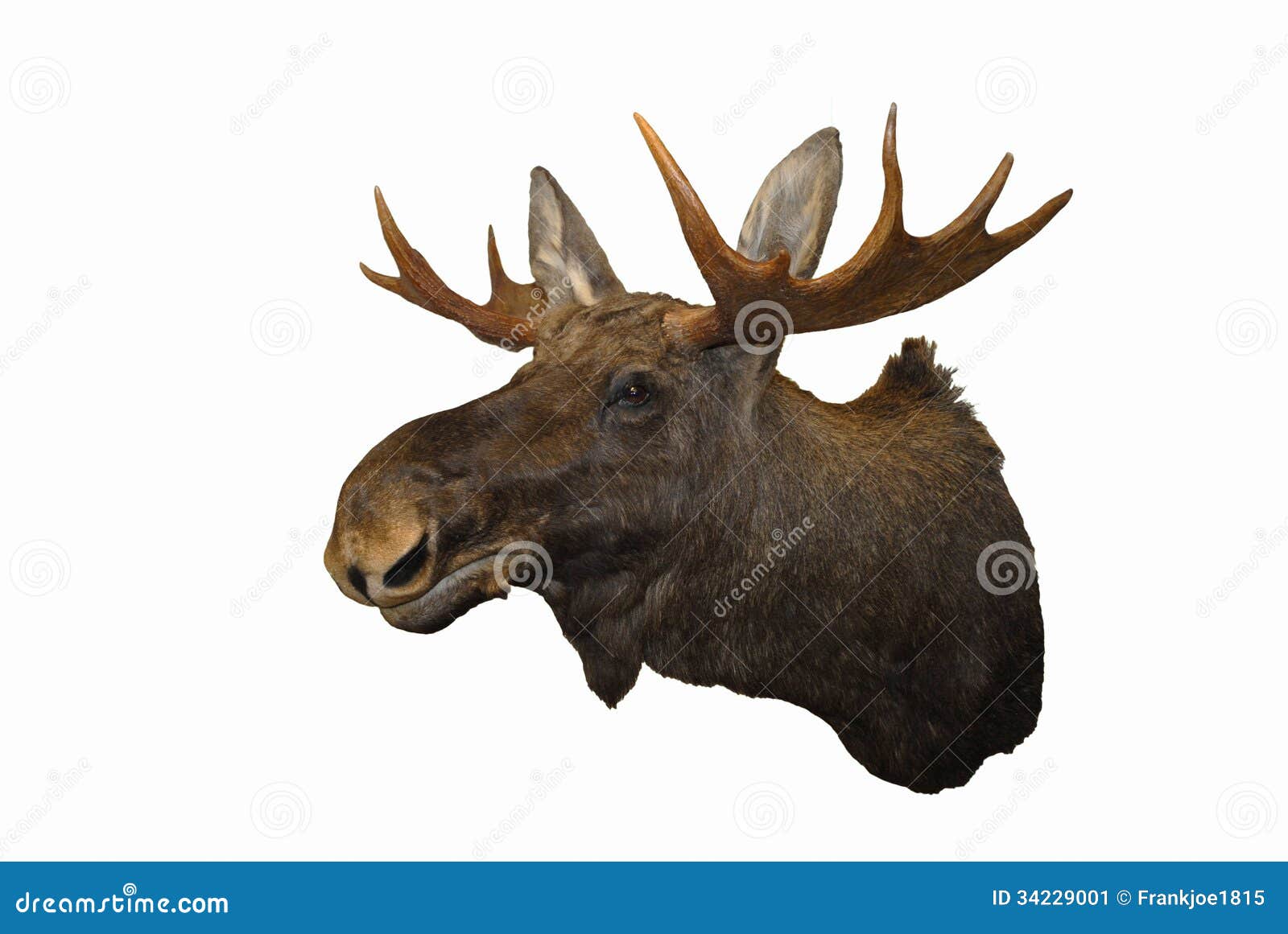 Wall-mounted Moose Throphy Isolated on White Stock Image - Image of ...