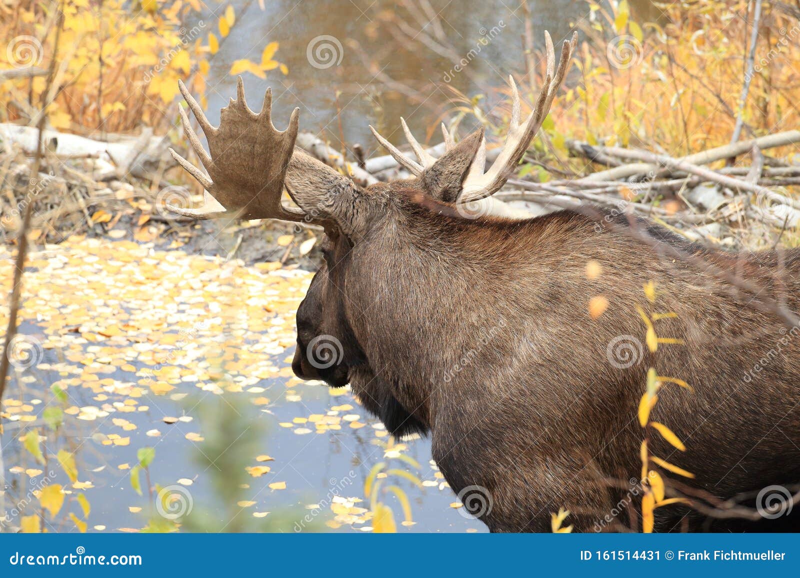 Moose & X28;Alces Alces& X29;, Yukon Territory, Canada Stock Image ...
