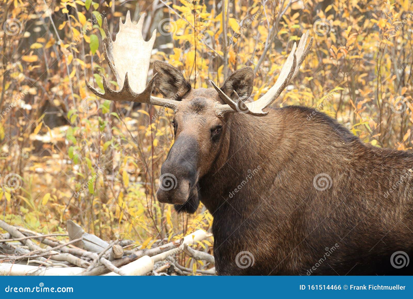 Moose (Alces Alces), Yukon Territory, Canada Stock Photo - Image of ...