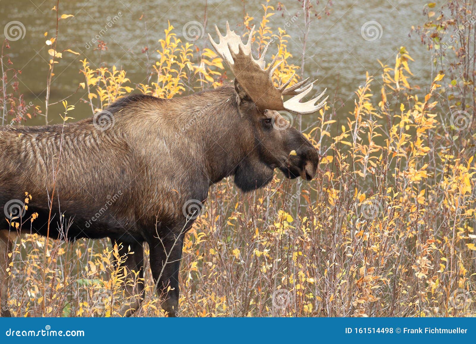 Moose (Alces Alces), Yukon Territory, Canada Stock Photo - Image of ...