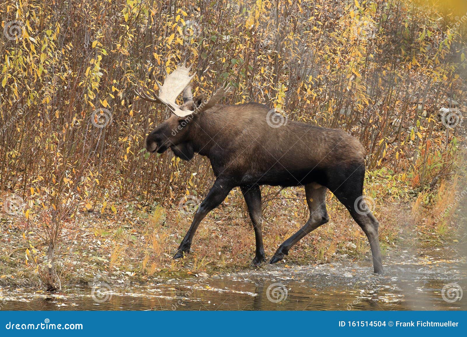 Moose (Alces Alces), Yukon Territory, Canada Stock Photo - Image of ...