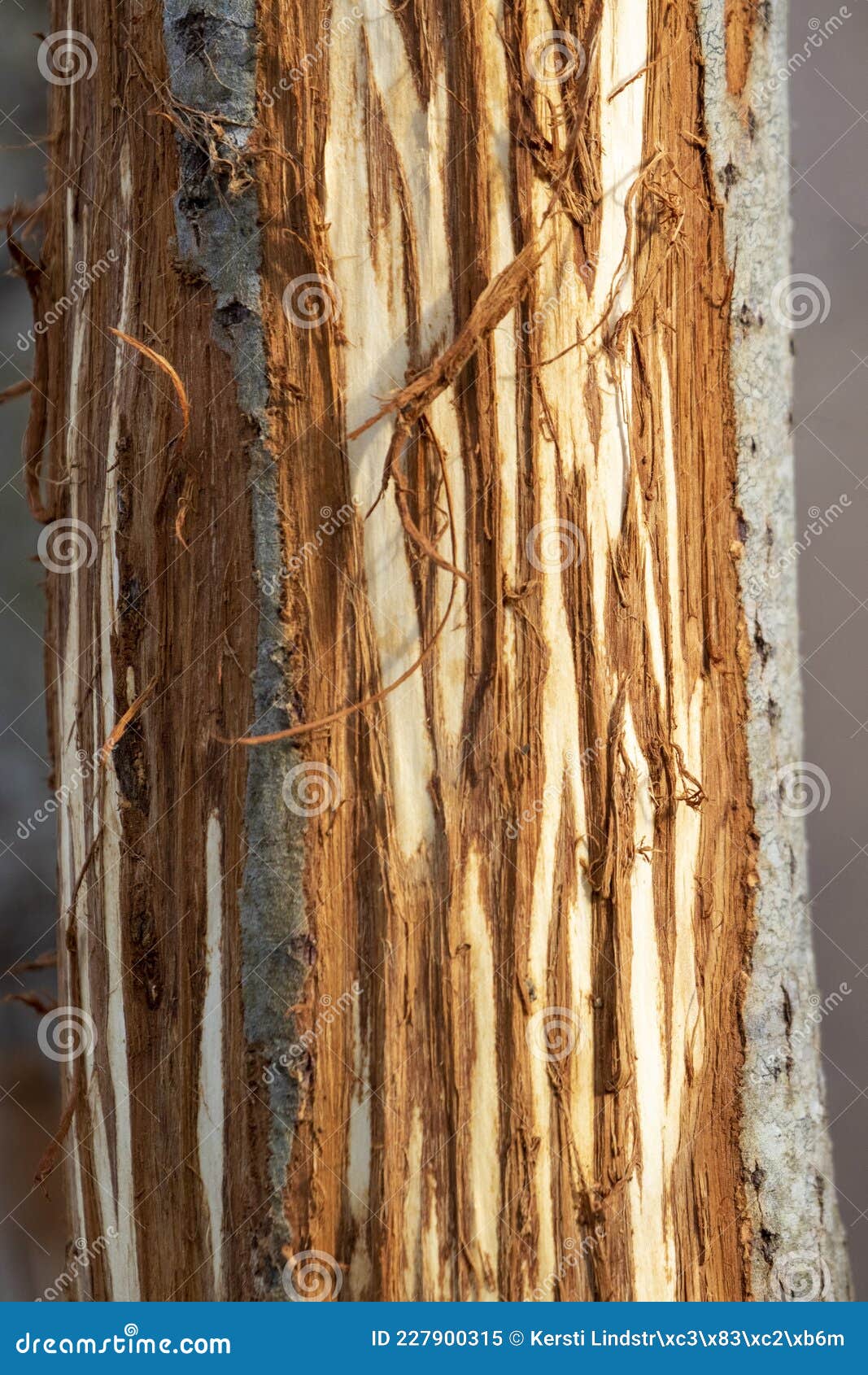 Moose Alces Alces Damage To the Tree Stock Image - Image of wood ...