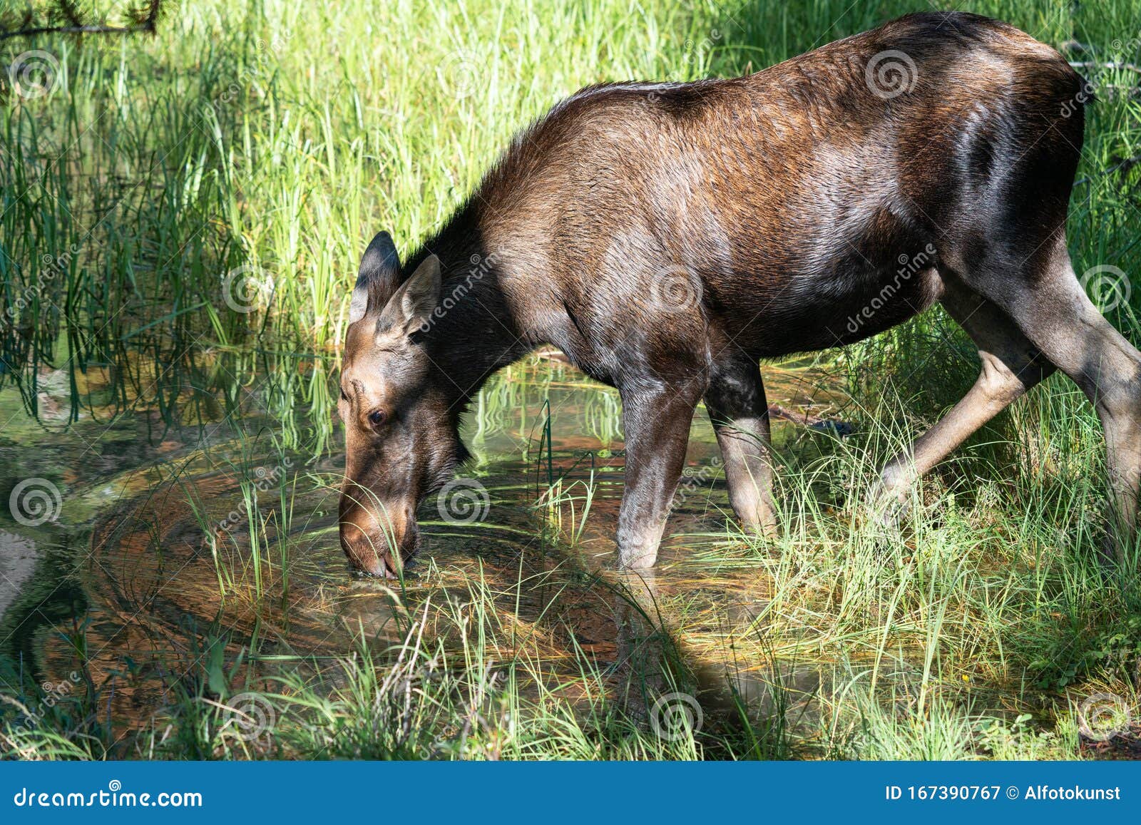 Moose, Alces alces immagine stock. Immagine di alberta - 167390767