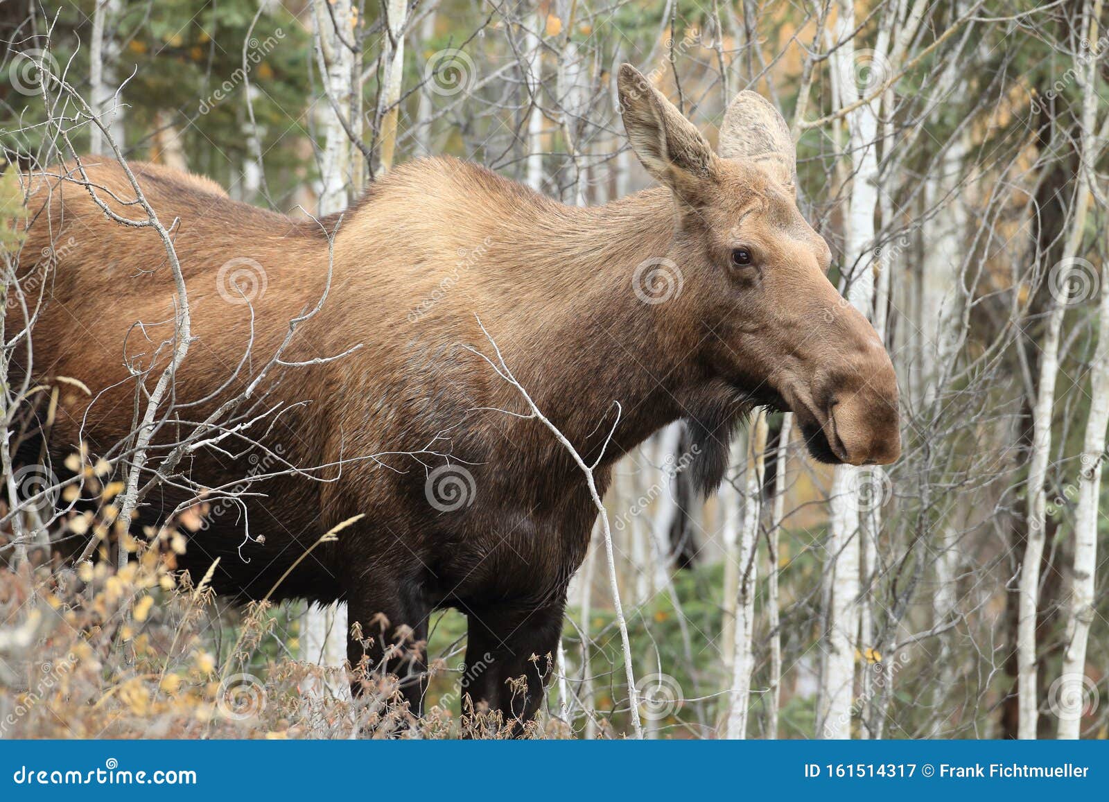 Moose (Alces Alces), Yukon Territory, Canada Stock Image - Image of ...