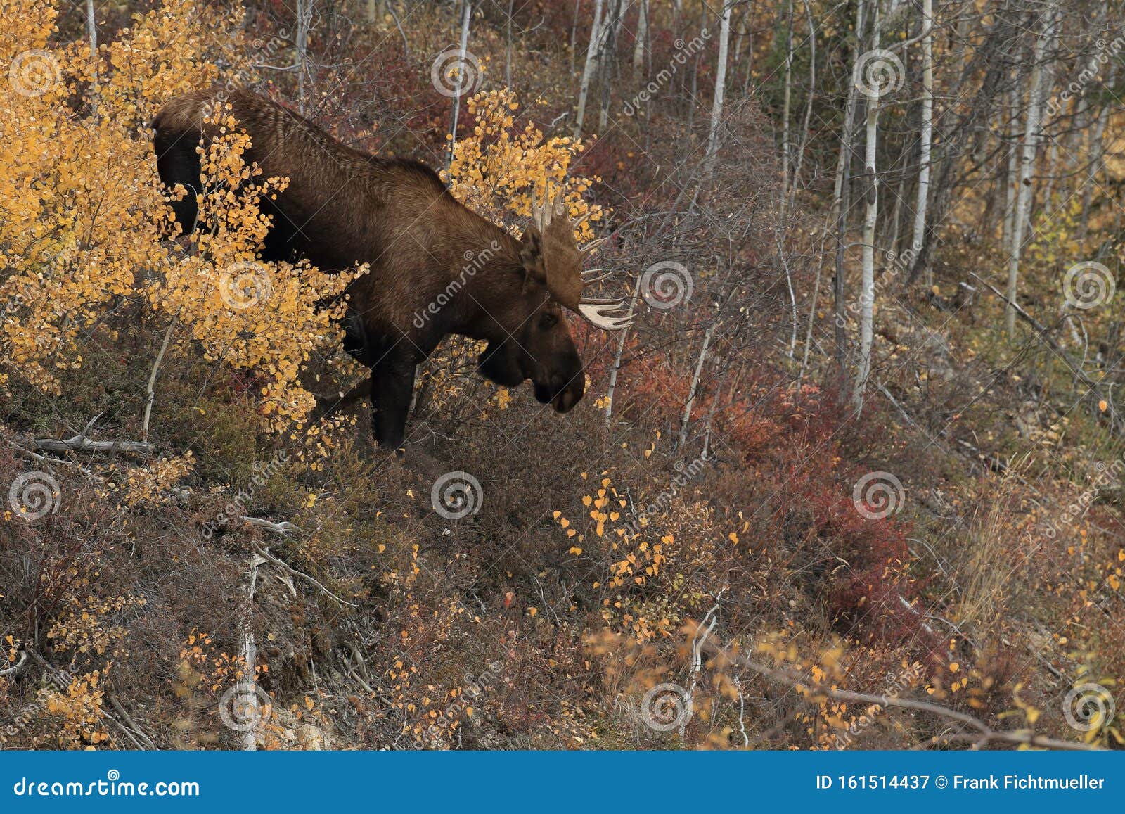 Moose (Alces Alces), Yukon Territory, Canada Stock Image - Image of ...