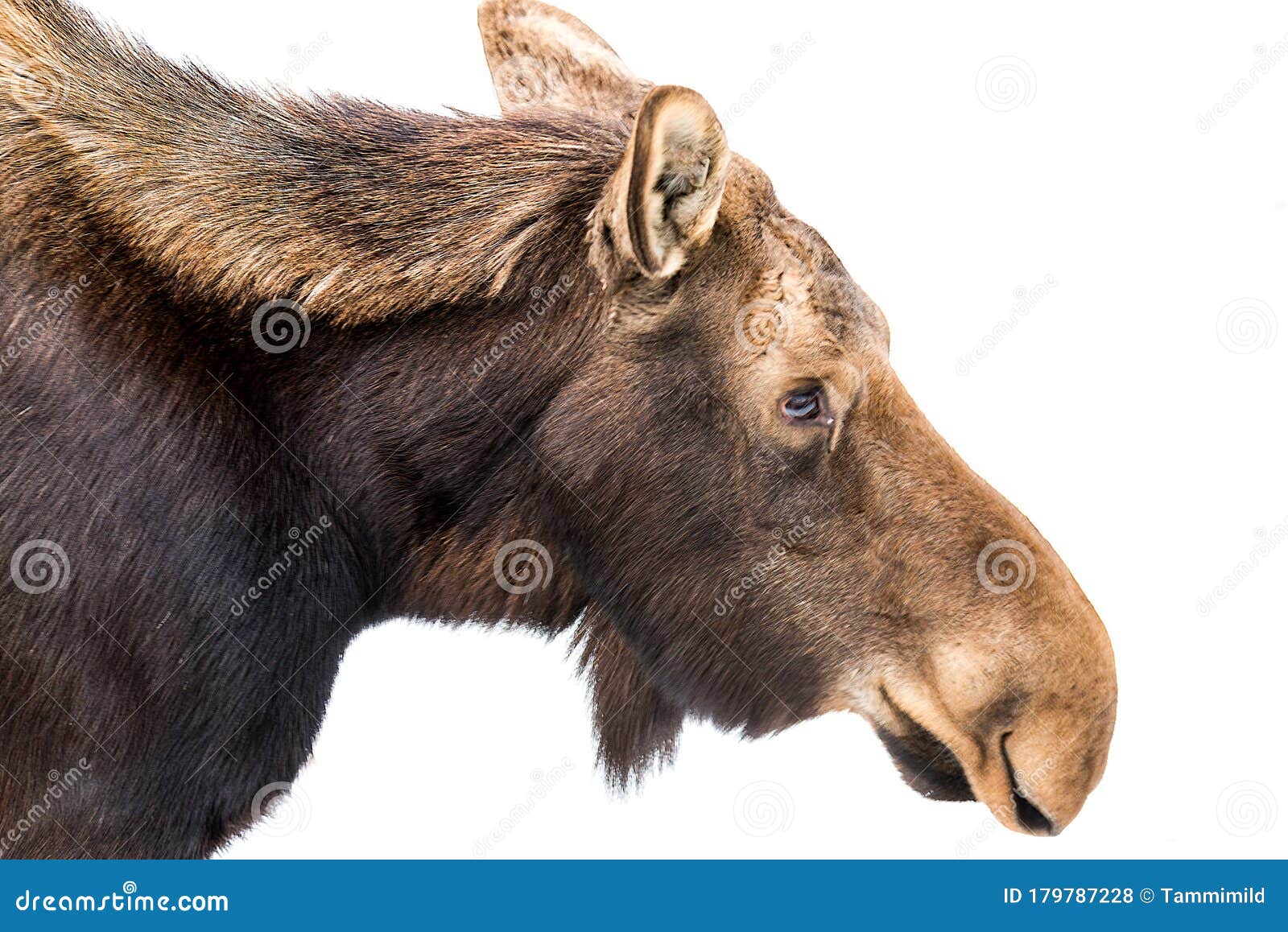 Closeup profile of a moose stock photo. Image of white - 179787228