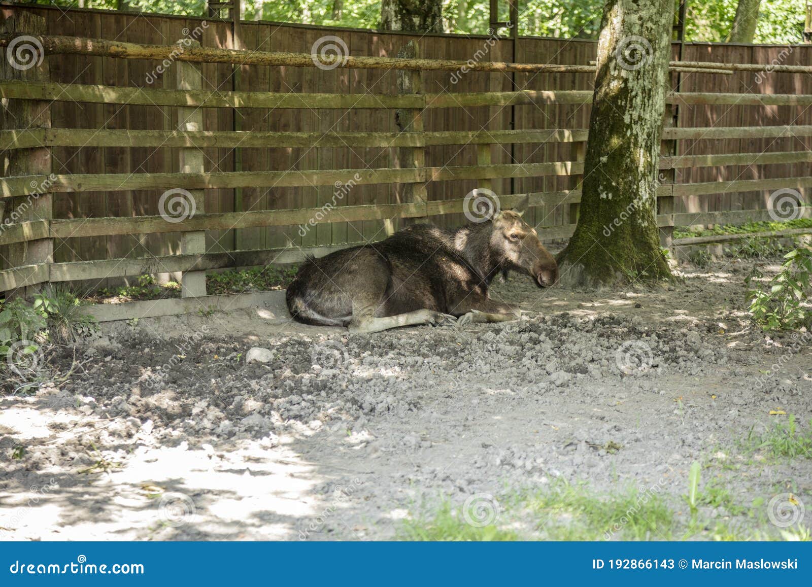 Moose without Antlers Rests in Shadow Stock Image - Image of european ...