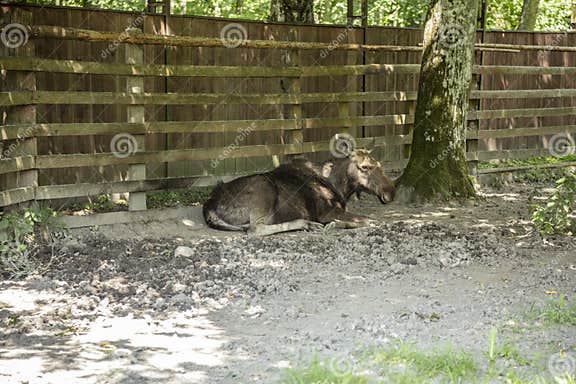 Moose without Antlers Rests in Shadow Stock Image - Image of european ...
