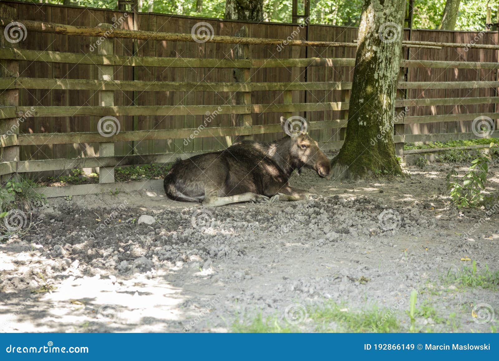 Moose without Antlers Rests in Shadow Stock Image - Image of bovid ...