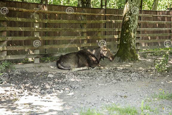 Moose without Antlers Rests in Shadow Stock Image - Image of bovid ...