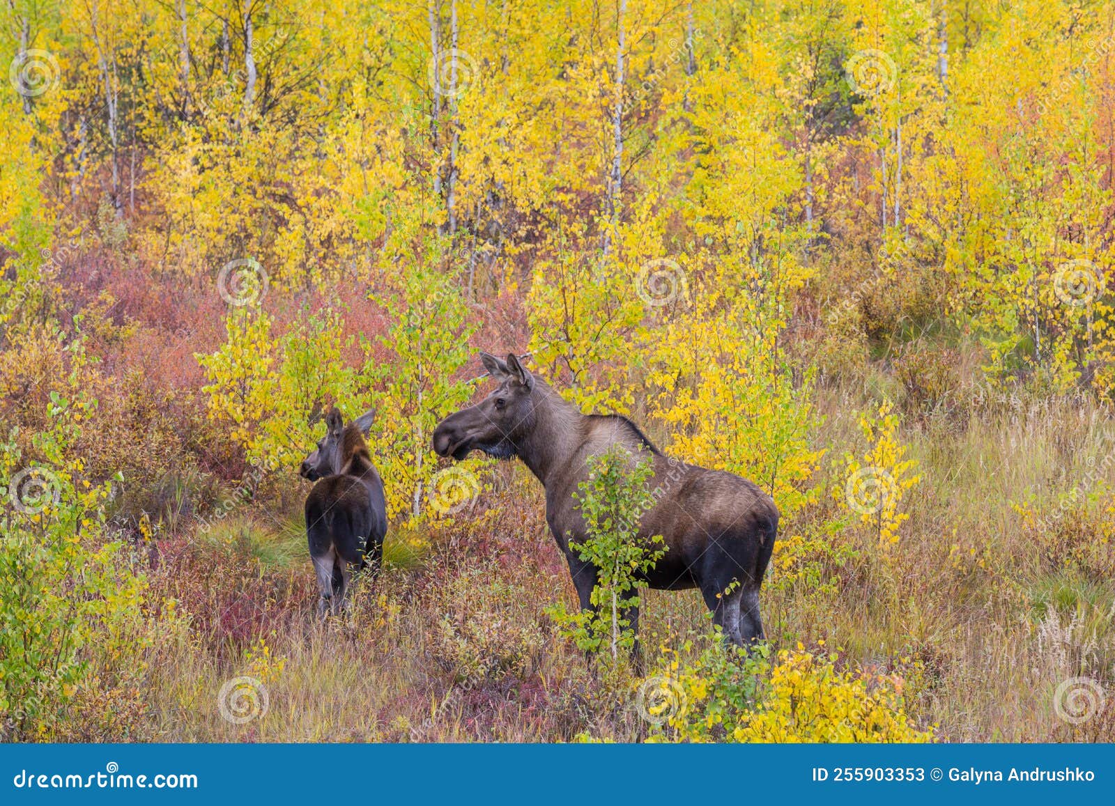 Moose in autumn season stock image. Image of landscape - 255903353