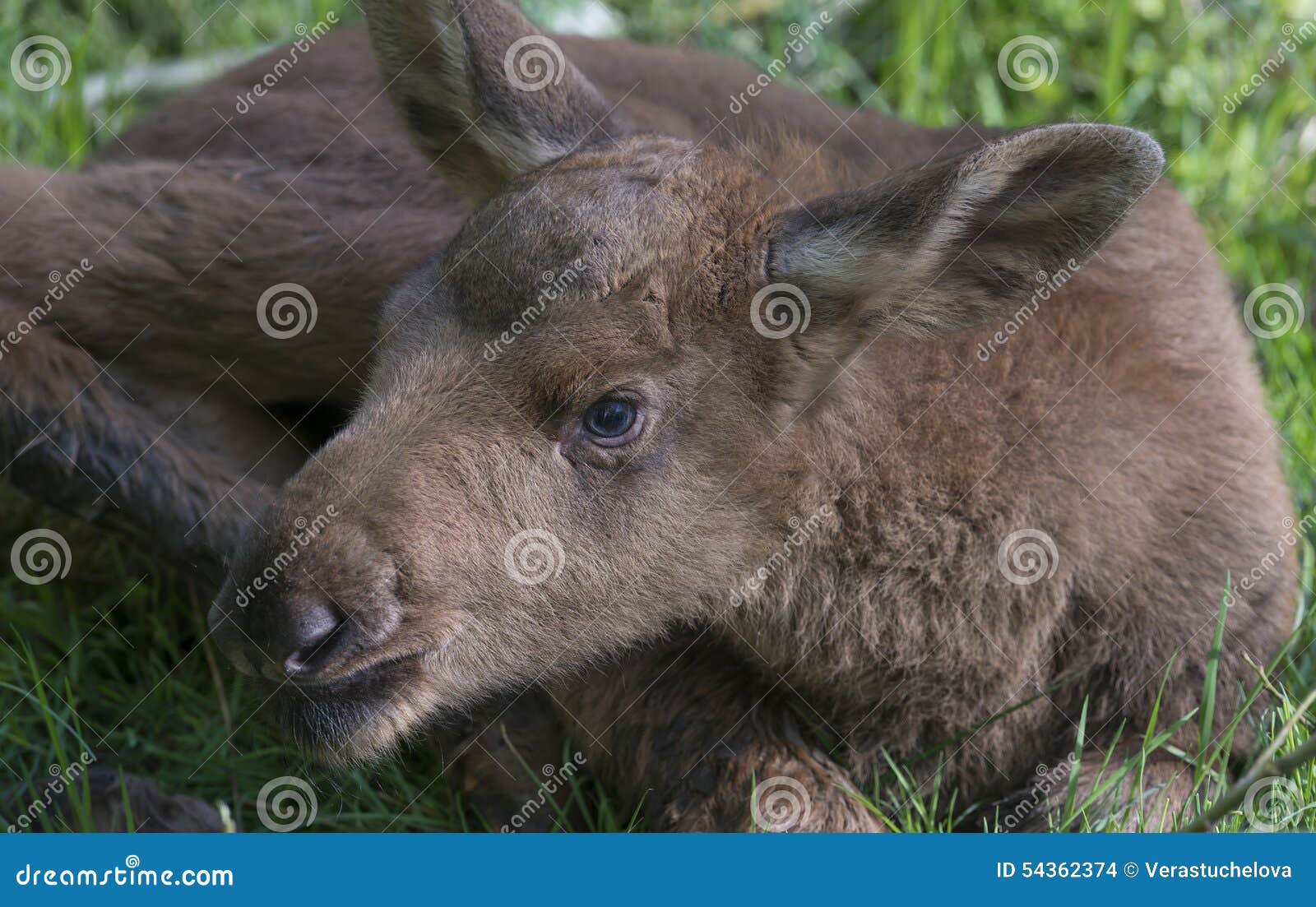 Moose - baby animal stock photo. Image of wildlife, moose - 54362374