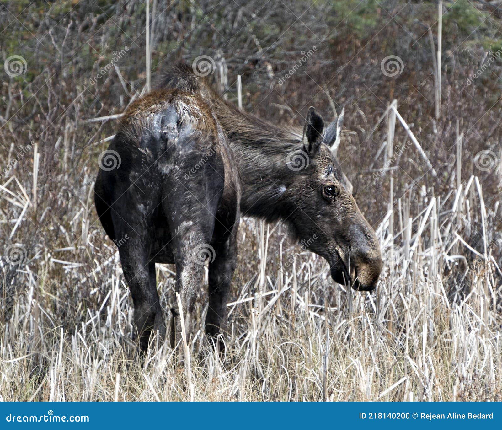 Moose Photo Stock. Back Behind View in Cattail Foliage in the Forest in ...