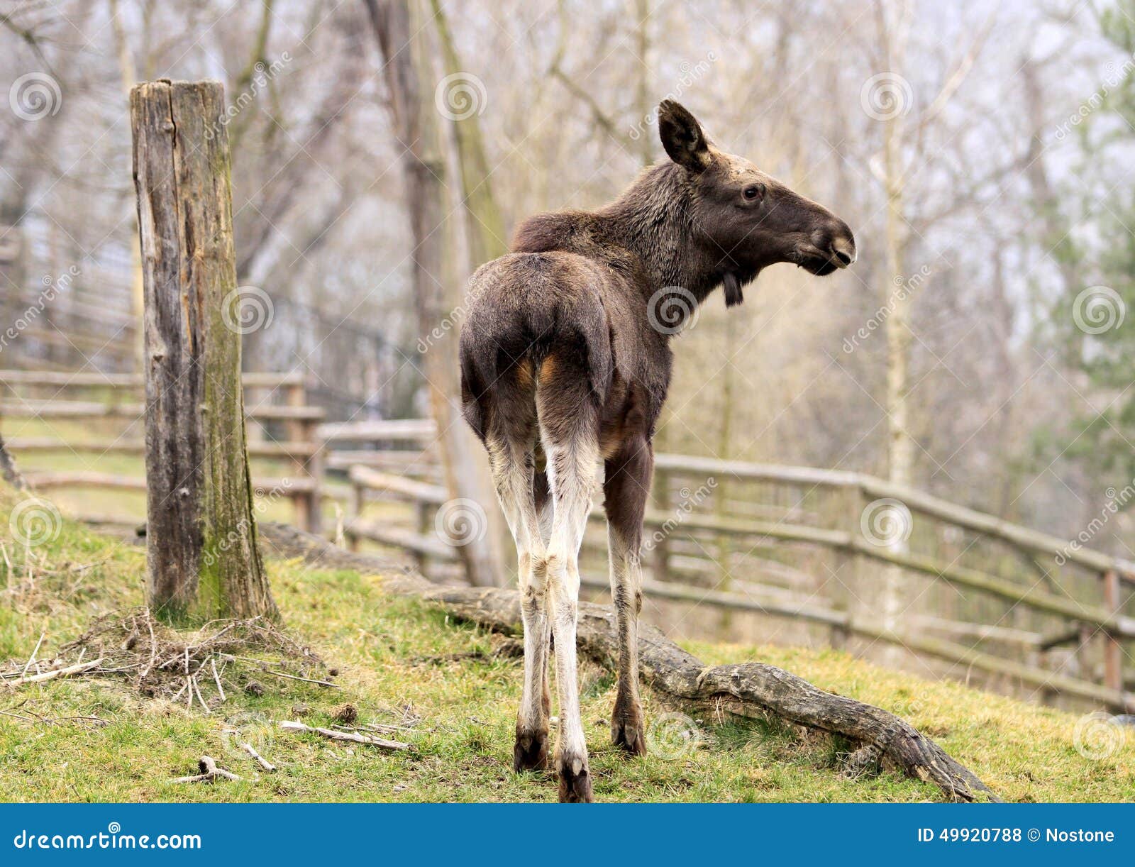 Moose stock photo. Image of nature, young, mammal, trees - 49920788