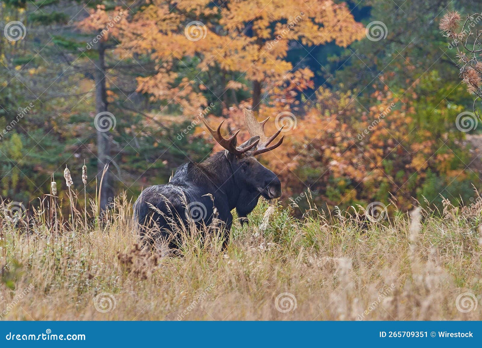 Moose in a Beautiful Field Surrounded by Colorful Trees in Canada in ...