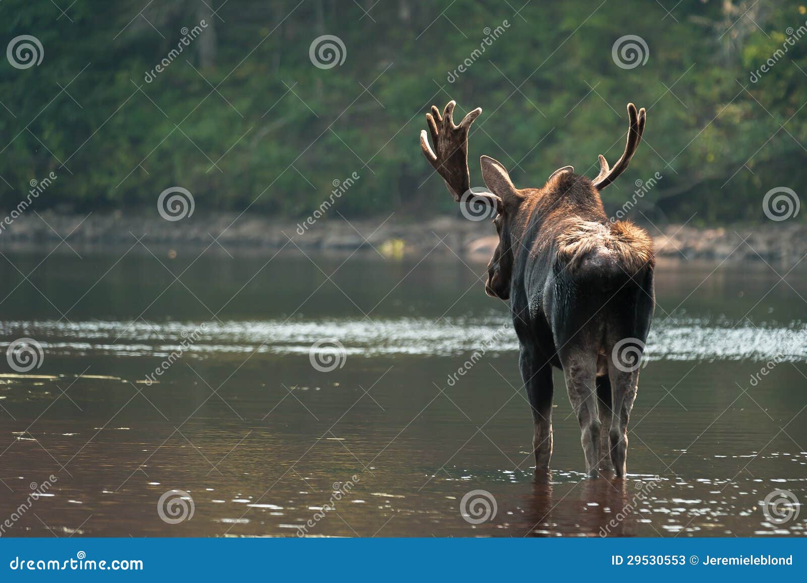 Moose from Behind in the River Stock Image - Image of moose, foret ...
