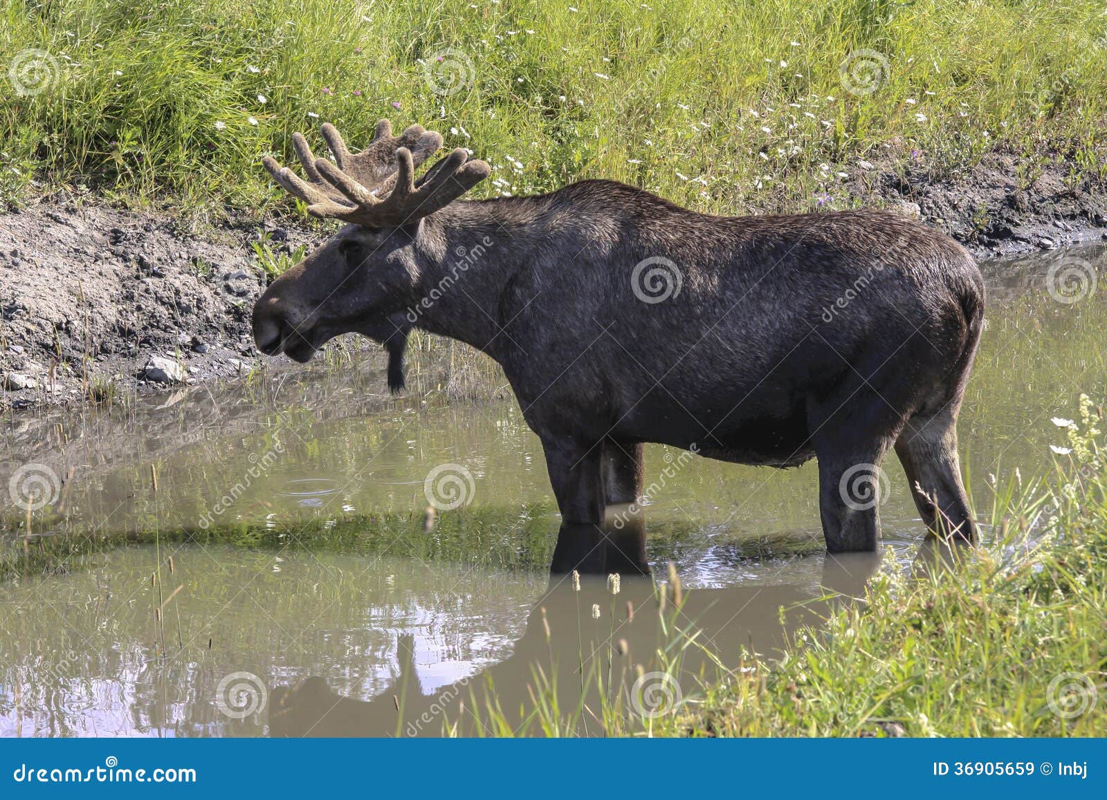 Moose stock image. Image of posing, mammal, moose, view - 36905659