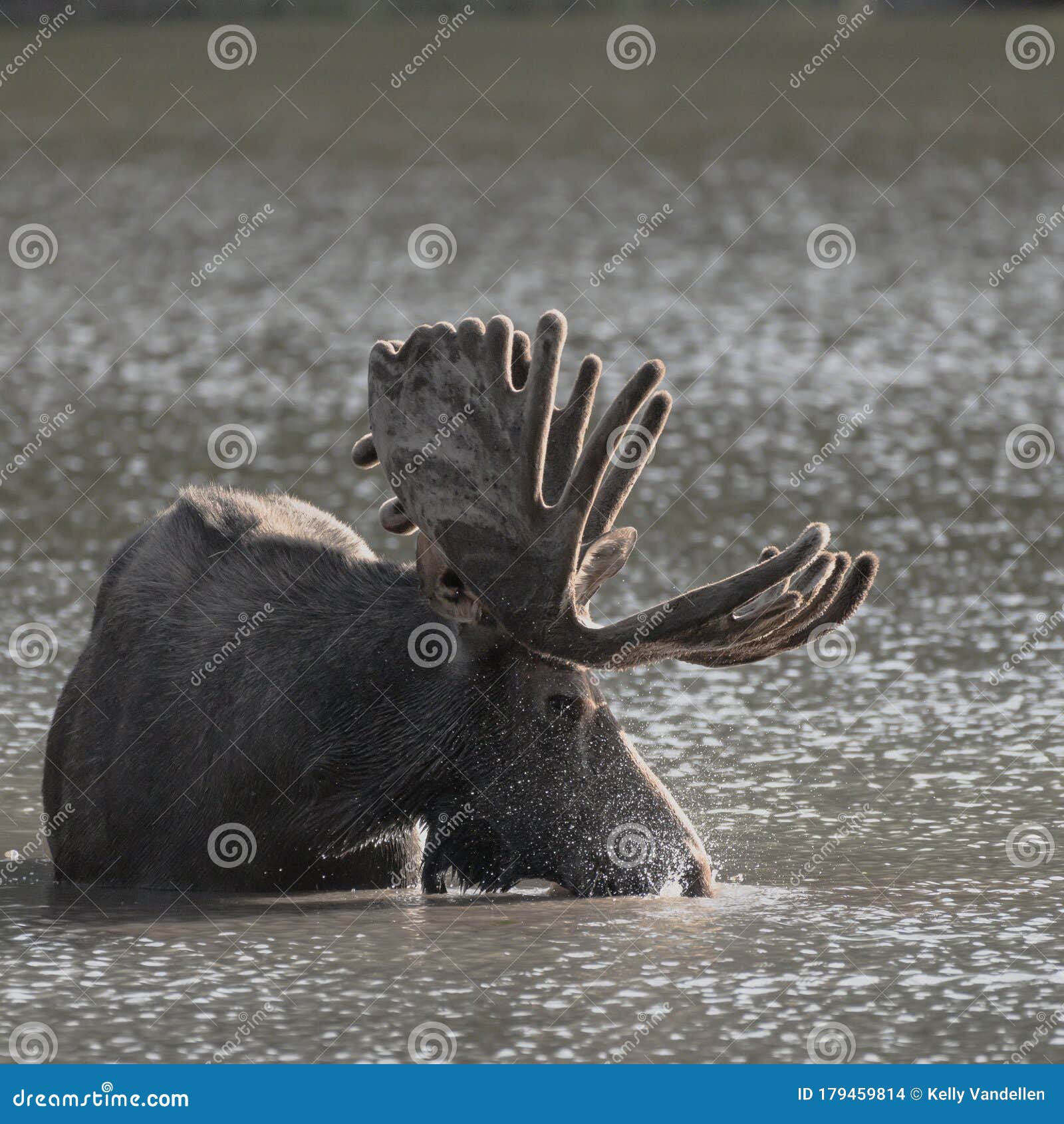 Moose Blows Mist at Water Surface Stock Photo - Image of large, mammal ...