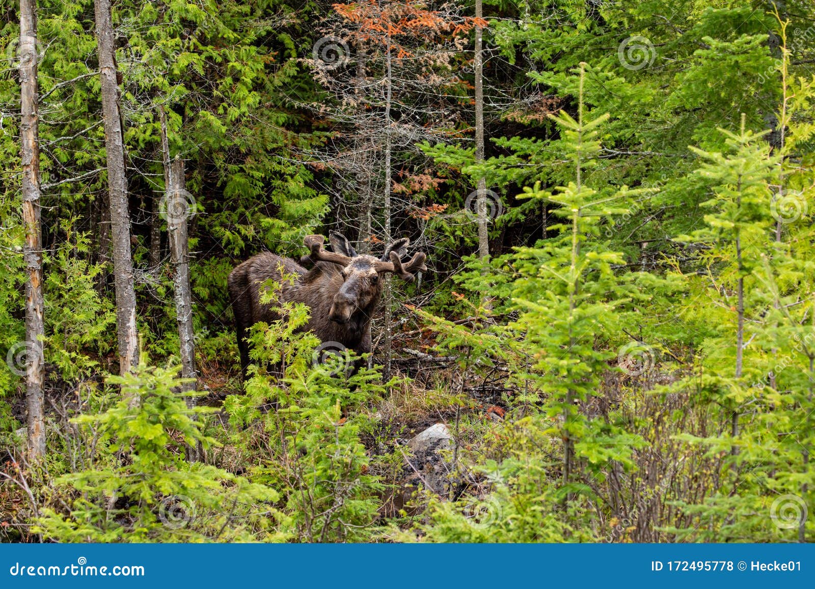Moose Bull in a Forest in Algonquin Forest of Canada Stock Photo ...
