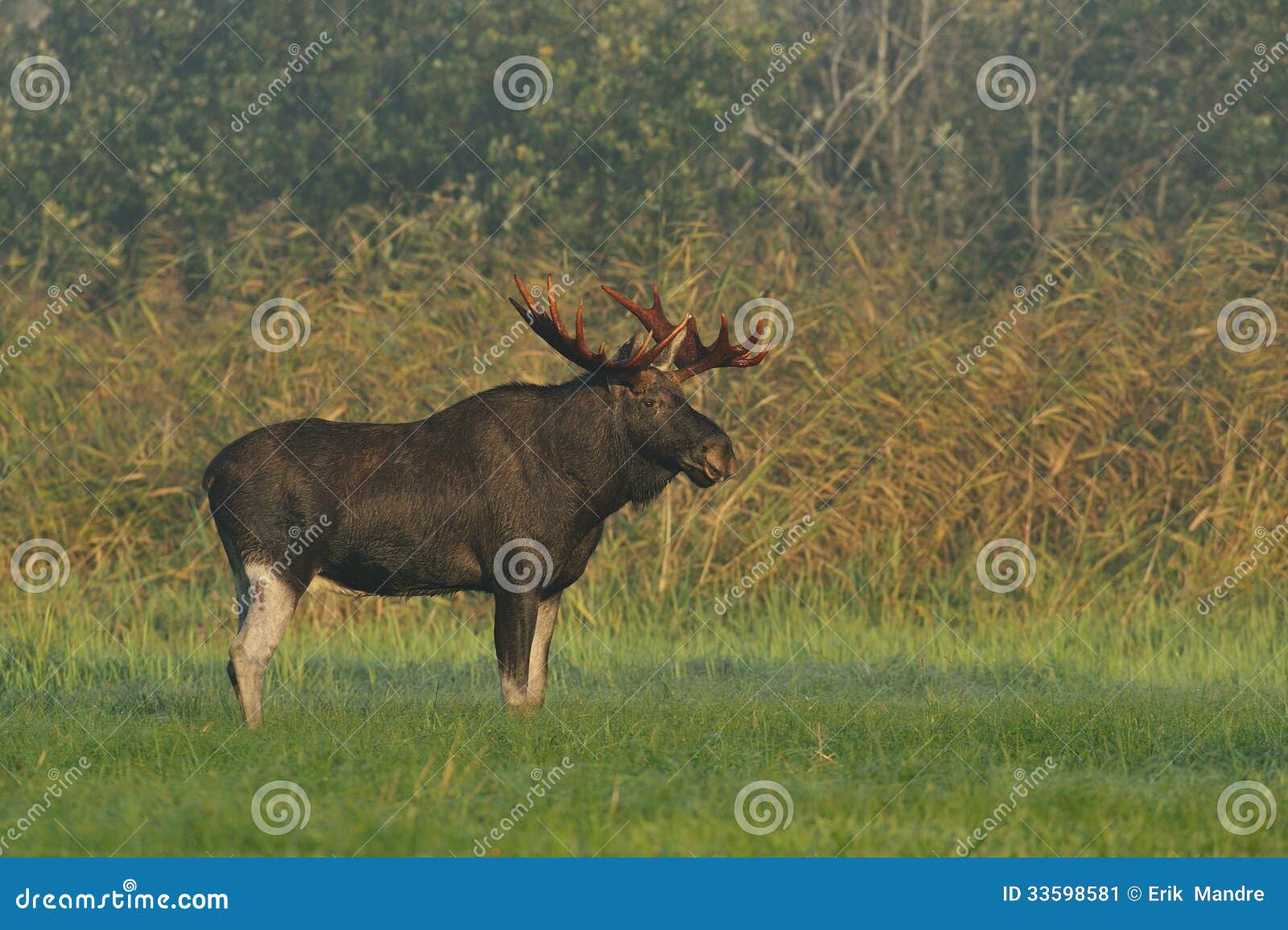 Moose bull in the meadow stock image. Image of mammals - 33598581
