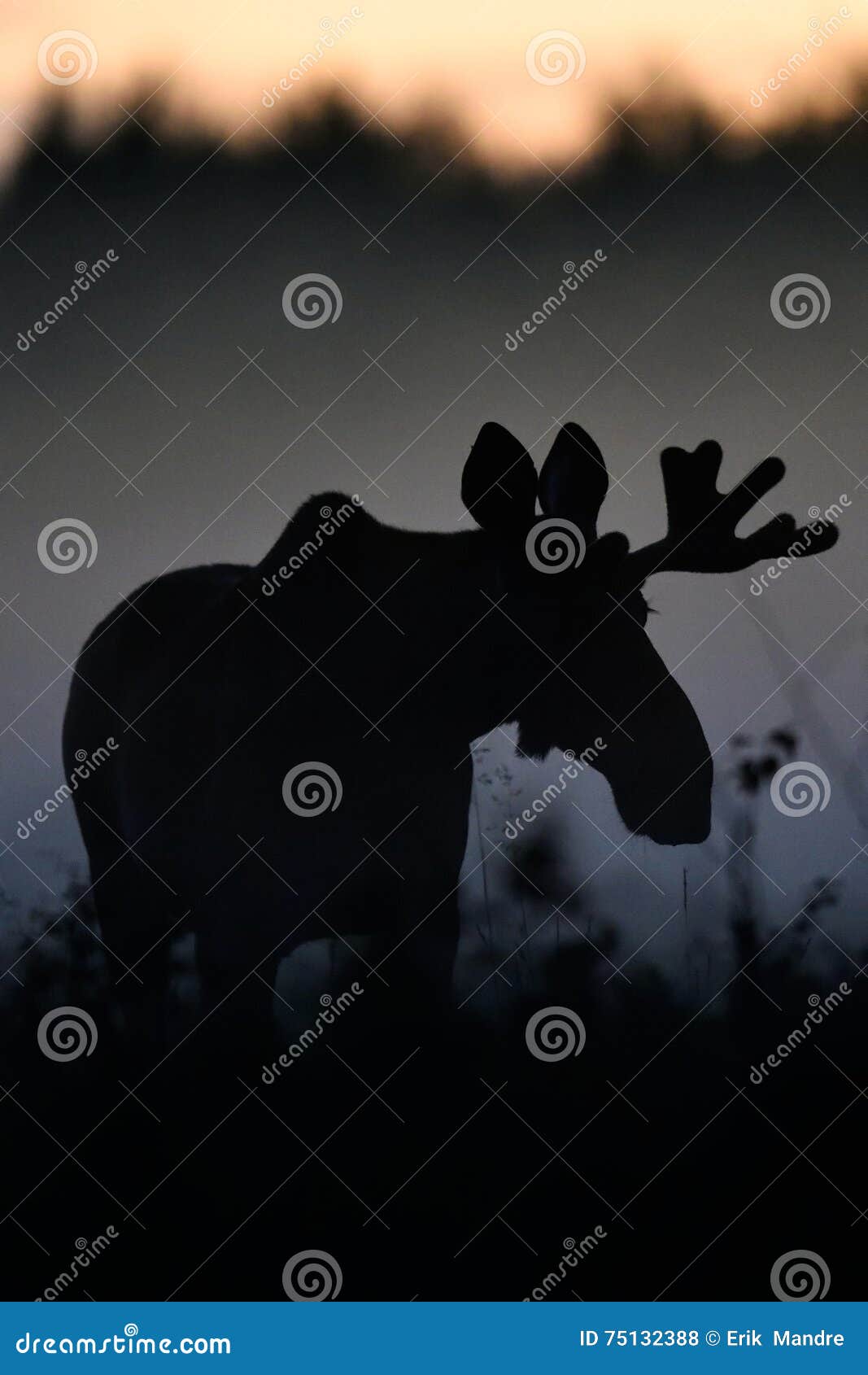 Moose bull at night stock photo. Image of mammal, twilight - 75132388