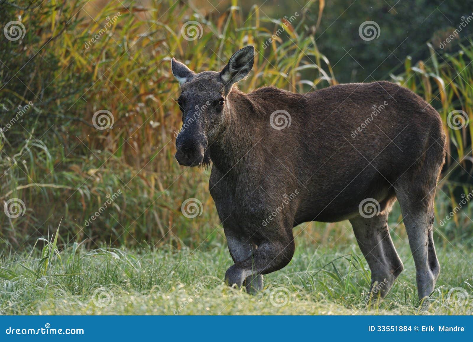 Moose Bull portrait stock photo. Image of field, bull - 33551884