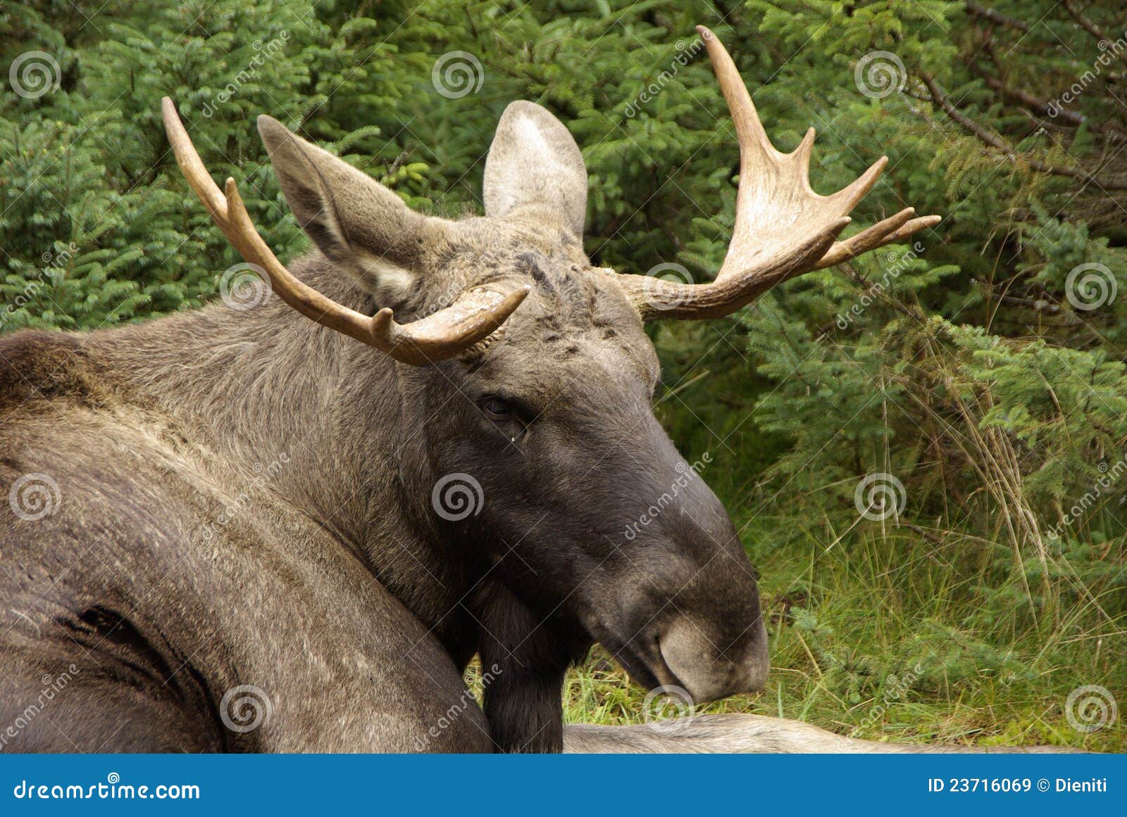 Moose bull, Sweden stock image. Image of cloven, hoofed - 23716069
