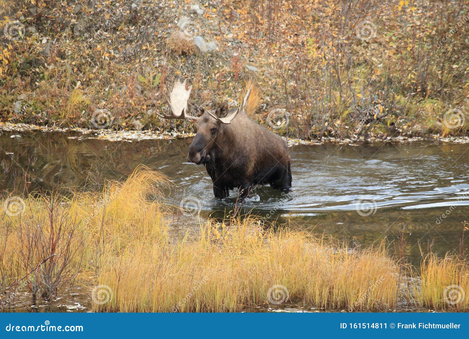 Moose (Alces Alces), Yukon Territory, Canada Stock Image - Image of ...