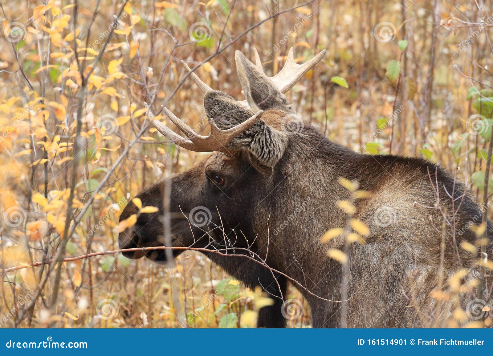 Moose (Alces Alces), Yukon Territory, Canada Stock Image - Image of ...