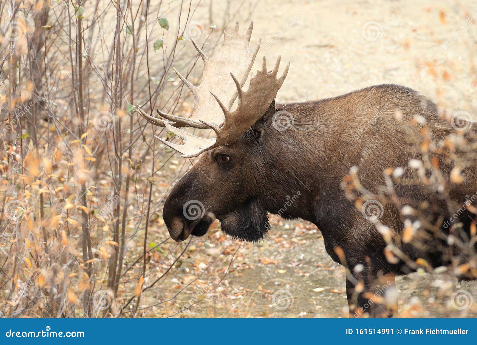 Moose (Alces Alces), Yukon Territory, Canada Stock Image - Image of ...