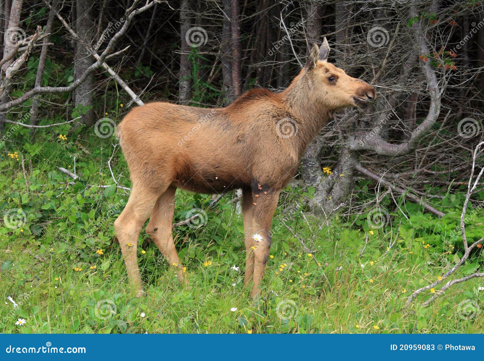 A Moose Calf stock image. Image of moose, newfoundland - 20959083