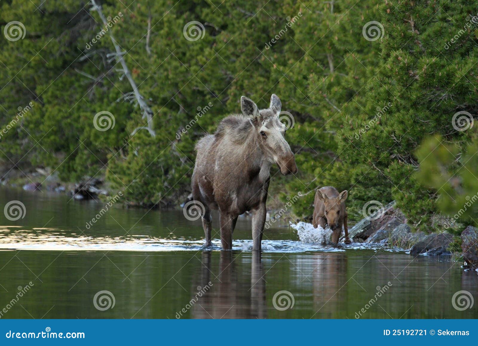 Moose and calf stock image. Image of national, game, mammals - 25192721