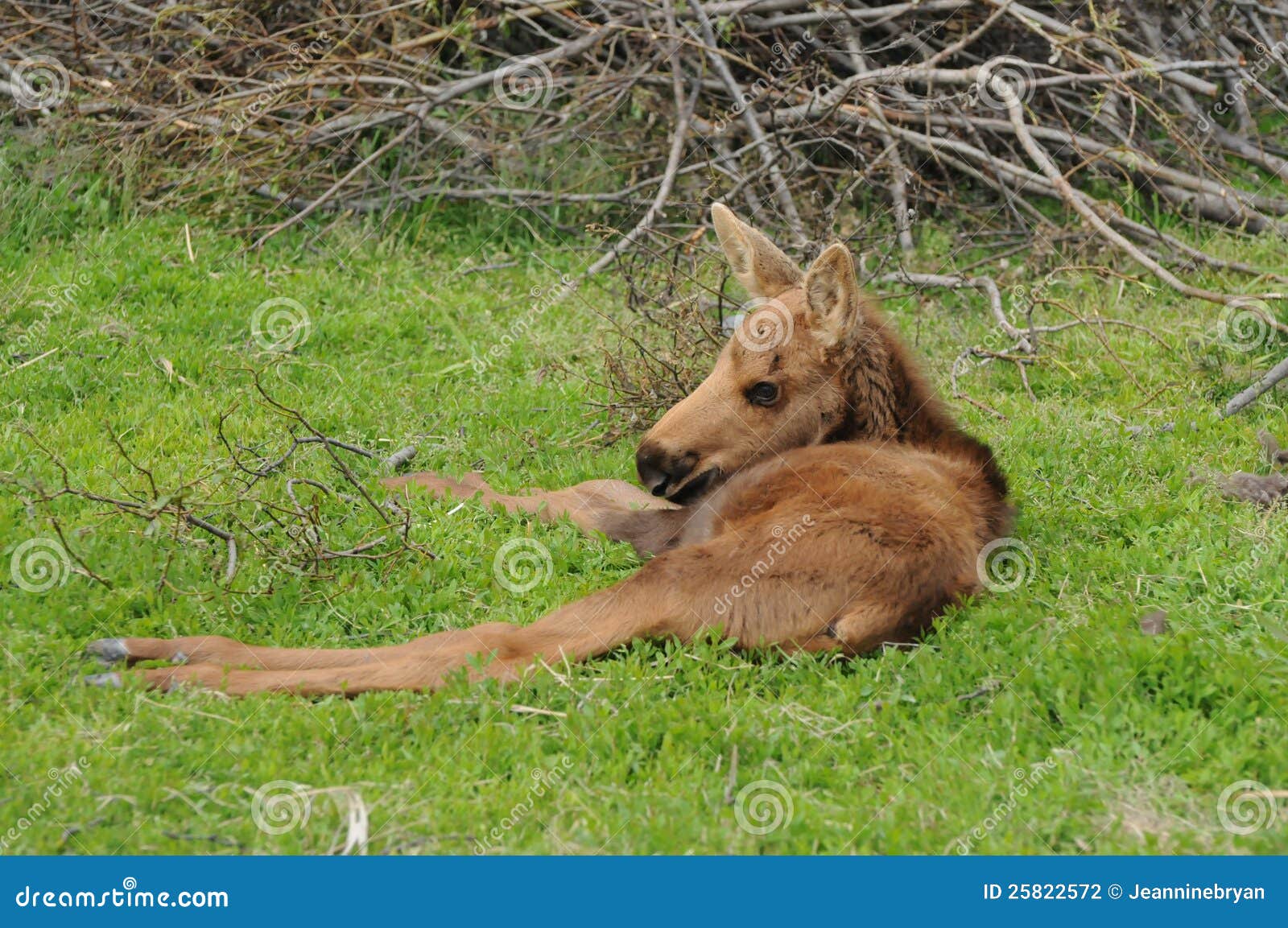 Moose Calf stock photo. Image of hooves, biology, ears - 25822572