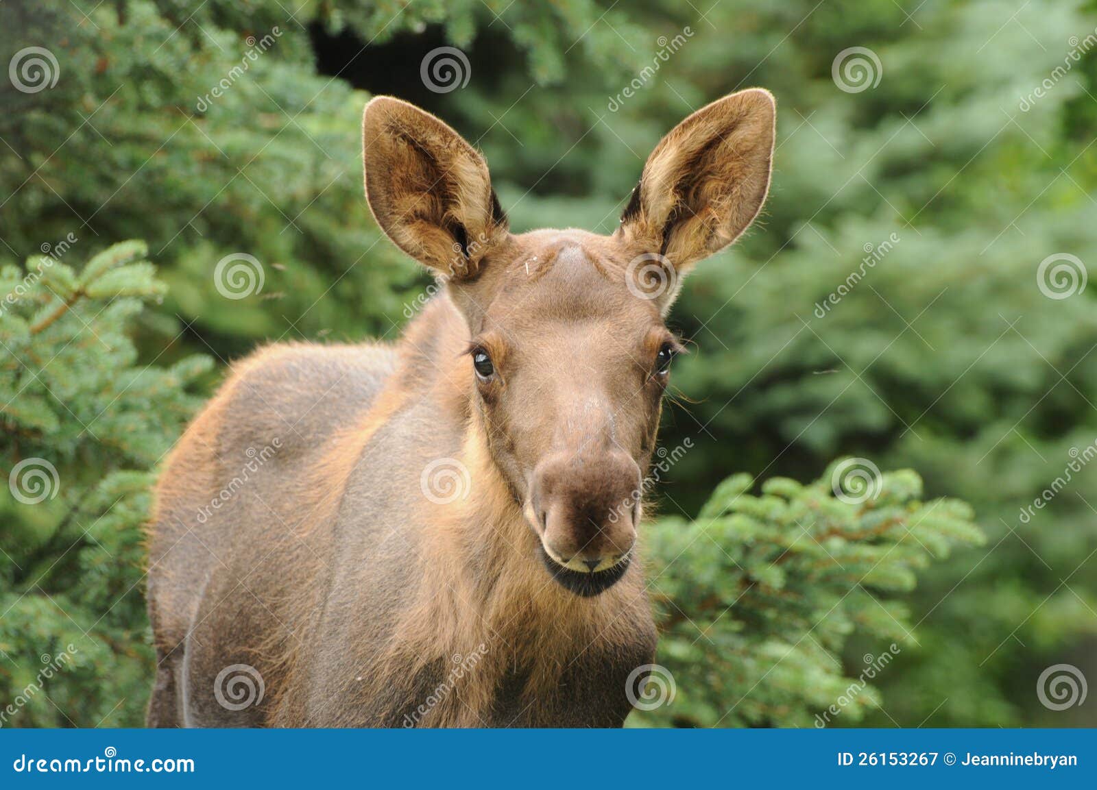 Moose Calf stock image. Image of lonely, mammal, cervidae - 26153267