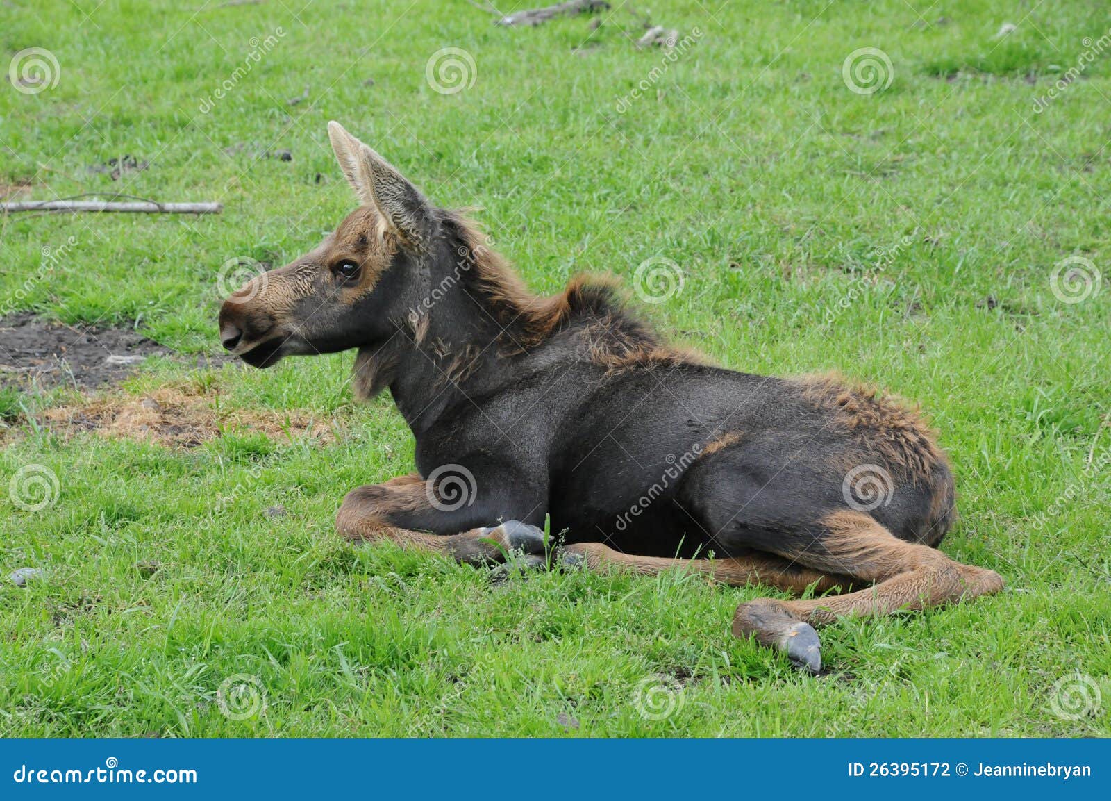 Cow Calf Hooves Standing In Straw Pasture Stock Photo | CartoonDealer ...